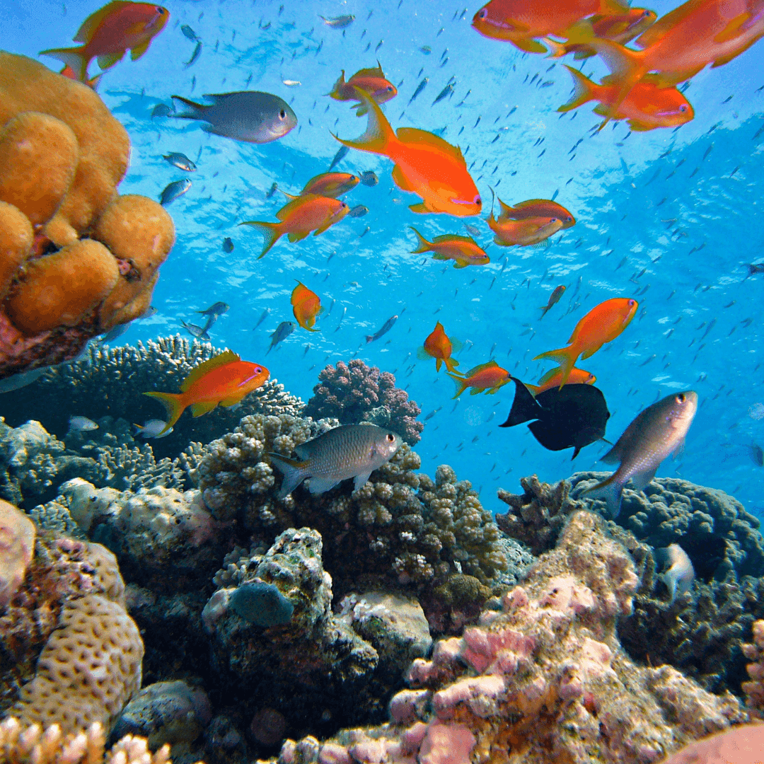 Recifurile de Corali din Marea Roșie - Excursii Hurghada